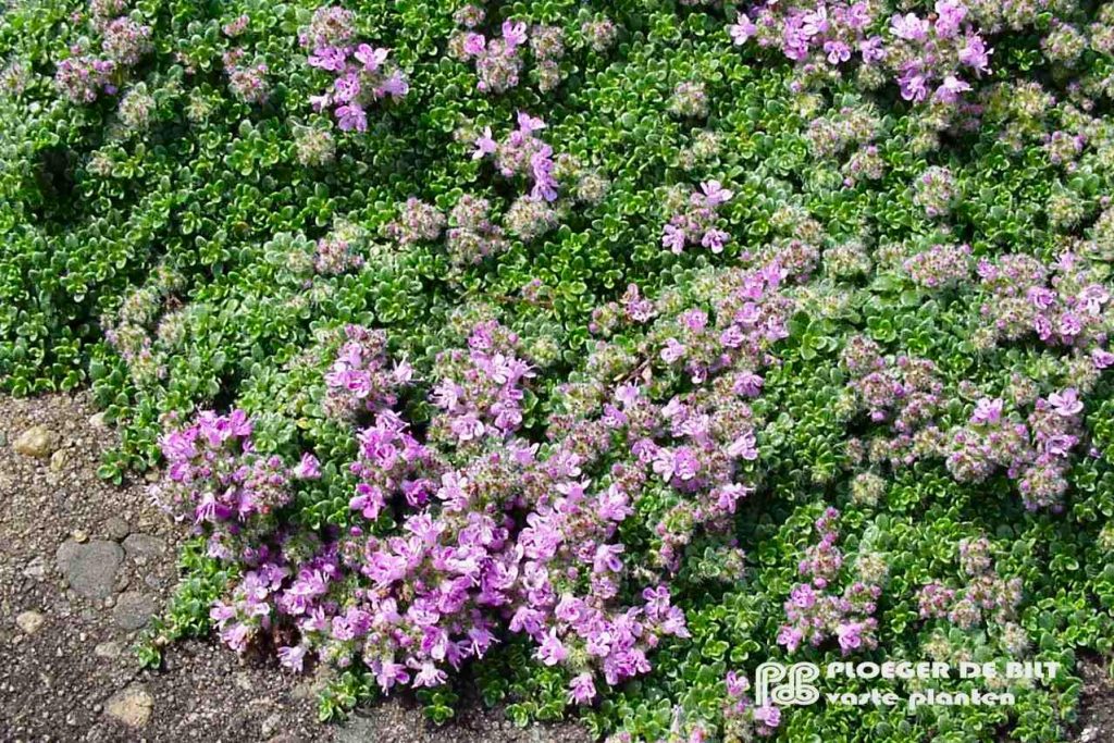 Thymus praecox ‘Minor’ – WicoPlanten