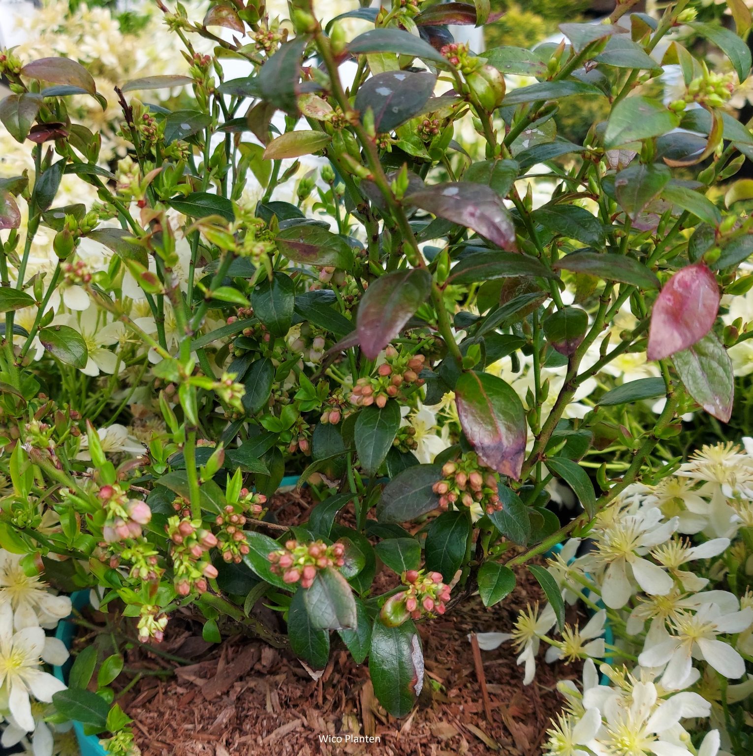 Vaccinium angustifolium ‘Berrybux’ – WicoPlanten