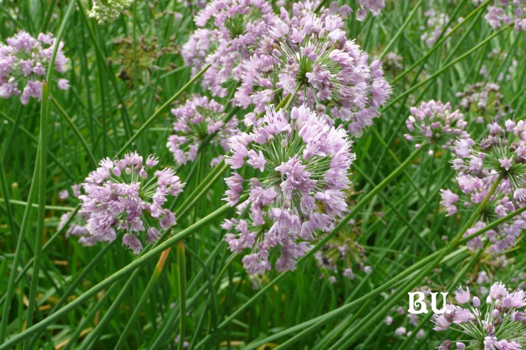 Allium senescens subsp. senescens – WicoPlanten